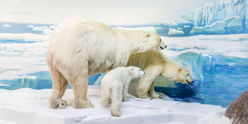 Natural History Museum Bern - Museen Bern