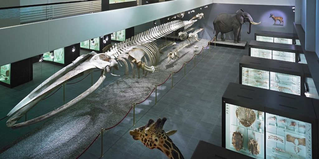 Natural History Museum Bern - Museen Bern